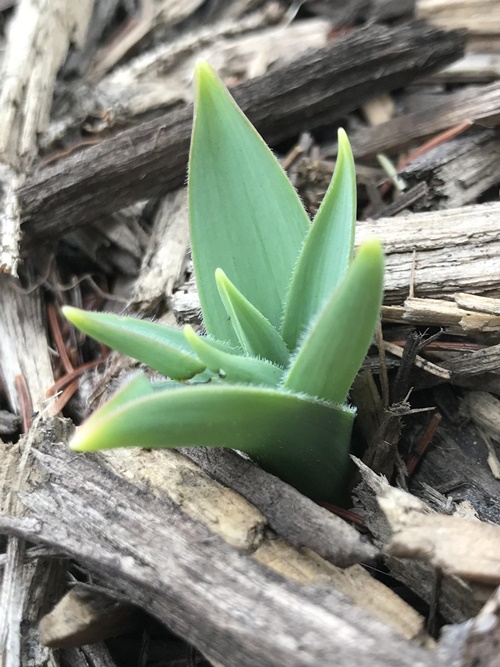 Chuck Does Art: Identifying bulbs growing in early spring by shoots