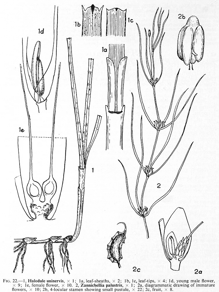 PLANT FAMILIES OF PUERTO RICO AND FLORIDA PAPO VIVES: CYMODOCEACEAE ...