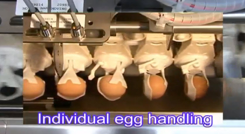 เครื่องคัดแยกไข่เพื่อบรรจุลงแผงของ Moba Prima 2000 egg grading machine ...