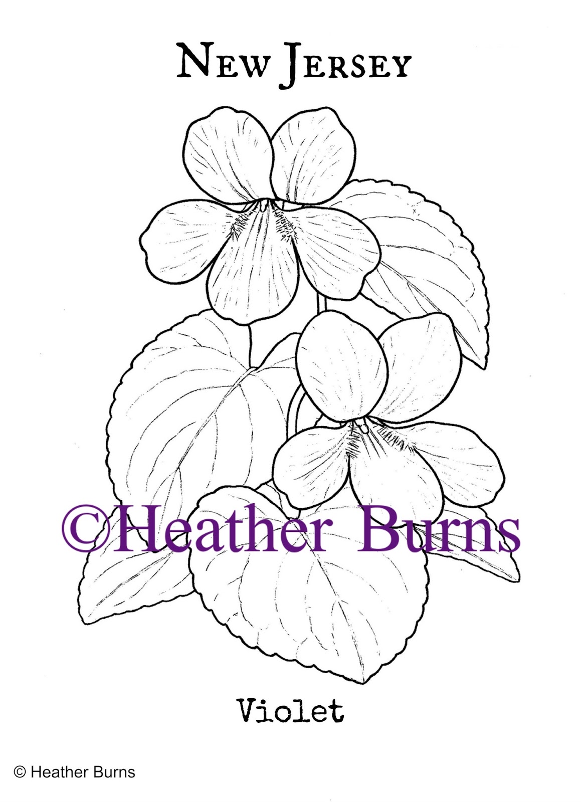 State Flower Coloring Book: New Jersey State Flower: Violet