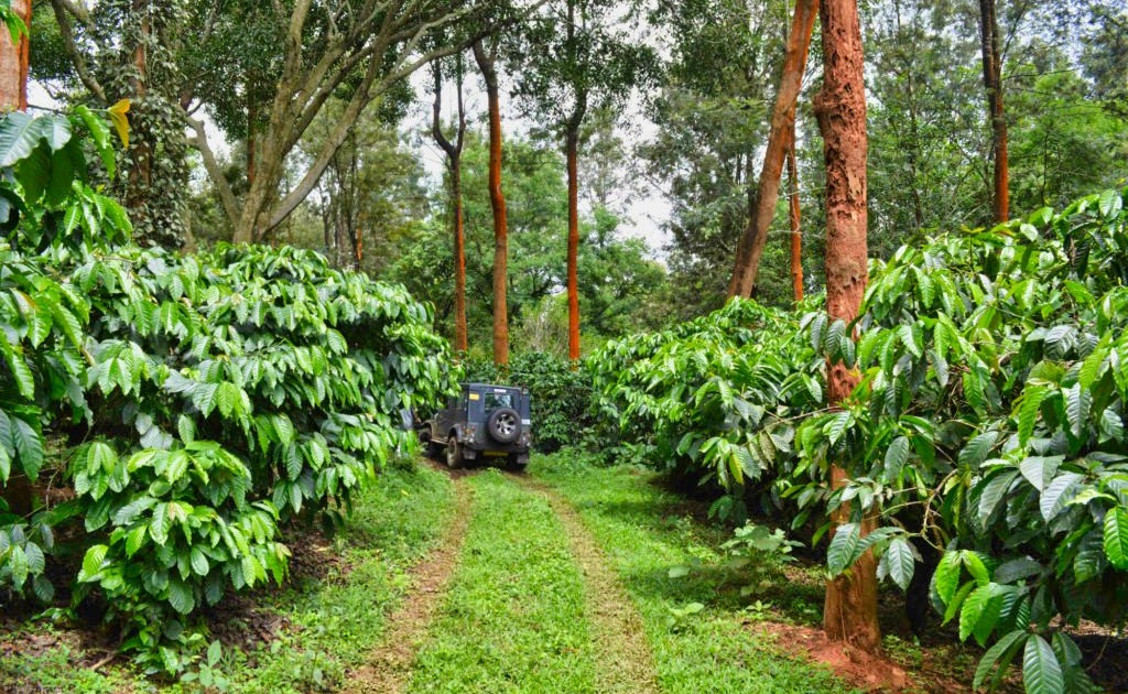 Sakleshpur Guide to Coffee Trails