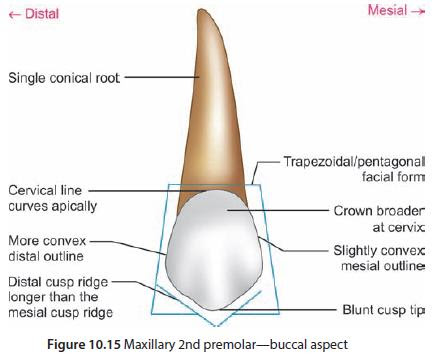 maxillary second premolar l tooth crown & root morphology revision for ...