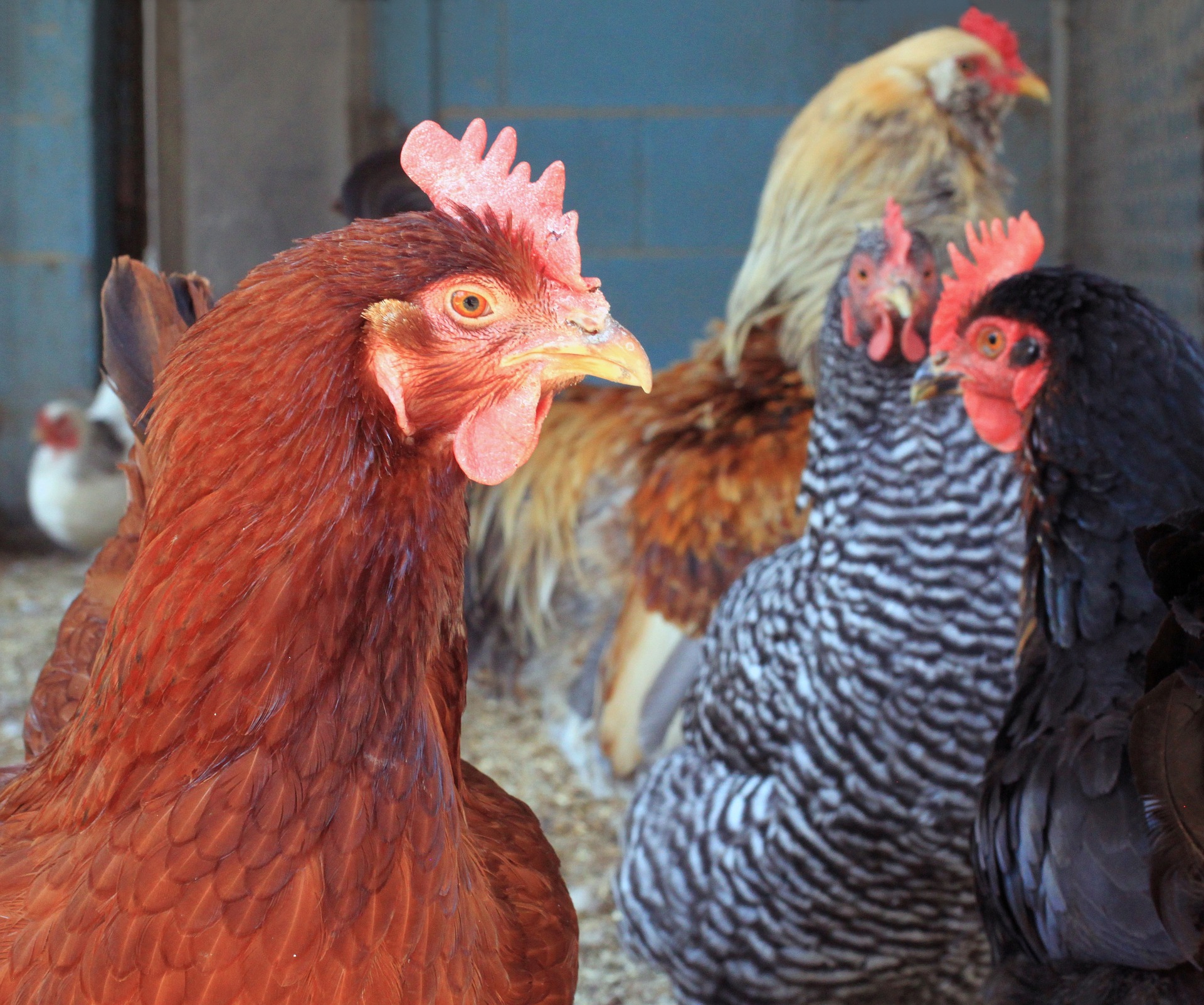 Ask a Poultry Farmer Ask a Poultry Farmer
