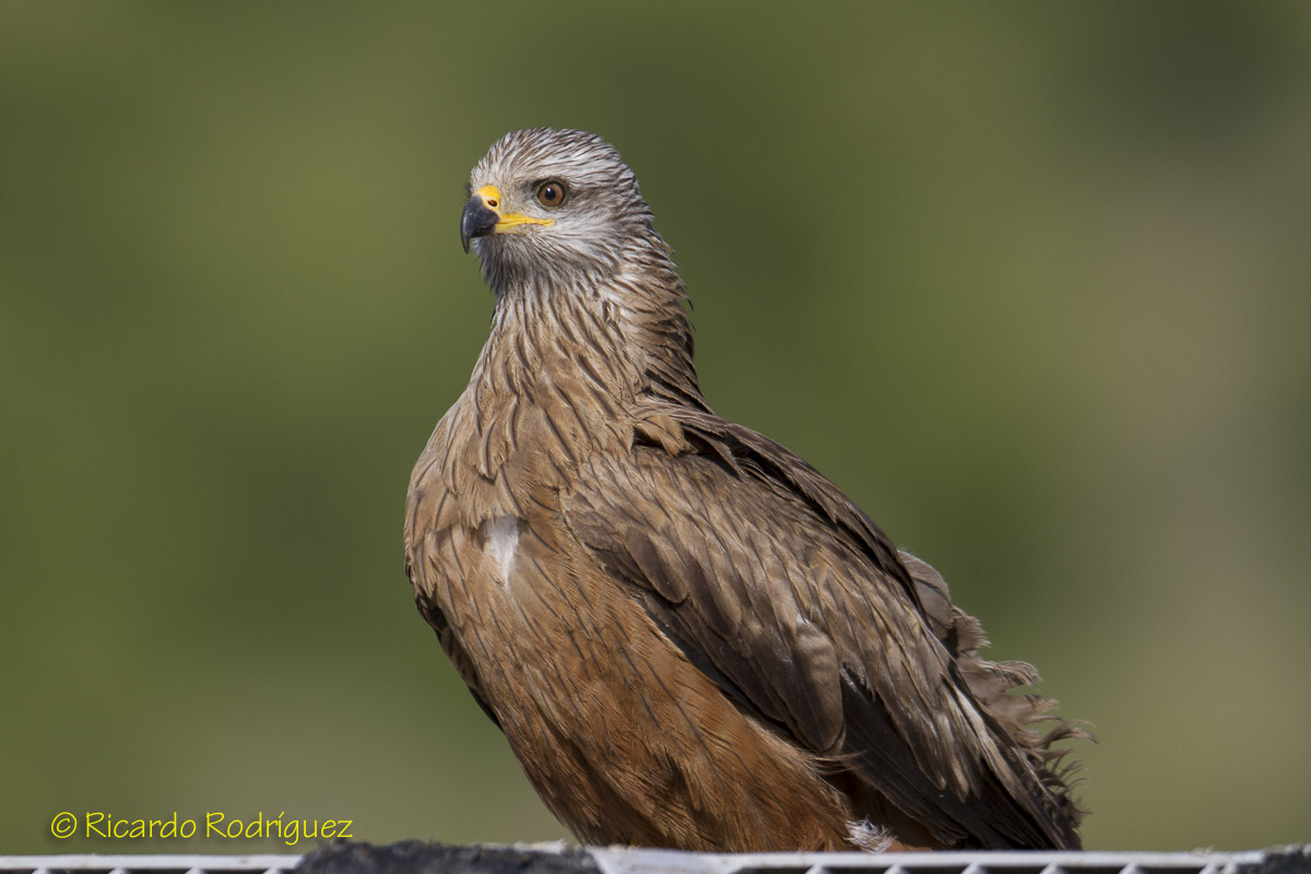 Aves Ricardo Rodriguez: Milano negro (Milvus migrans)