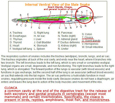 Birds To Dinosaur: Python Vestigial Pelvis, Femur and Spur