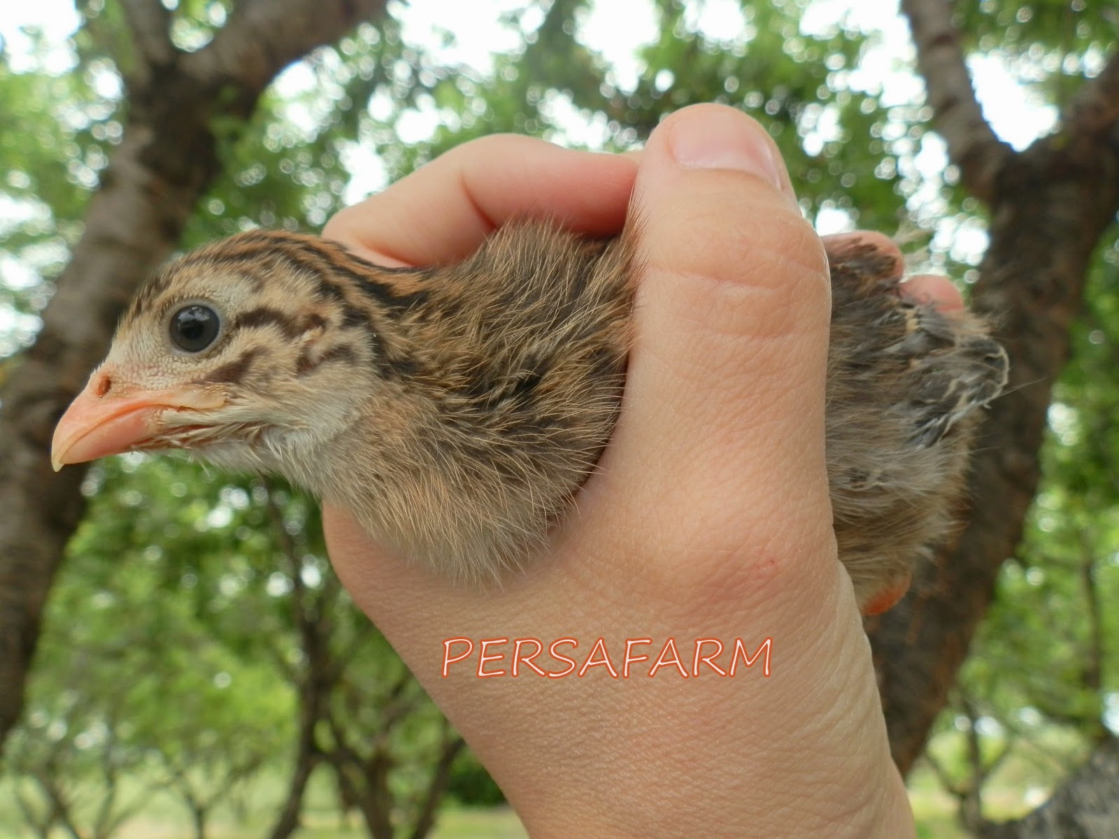 PERSAFARM: Otro intento de cría de Gallinas de Guinea