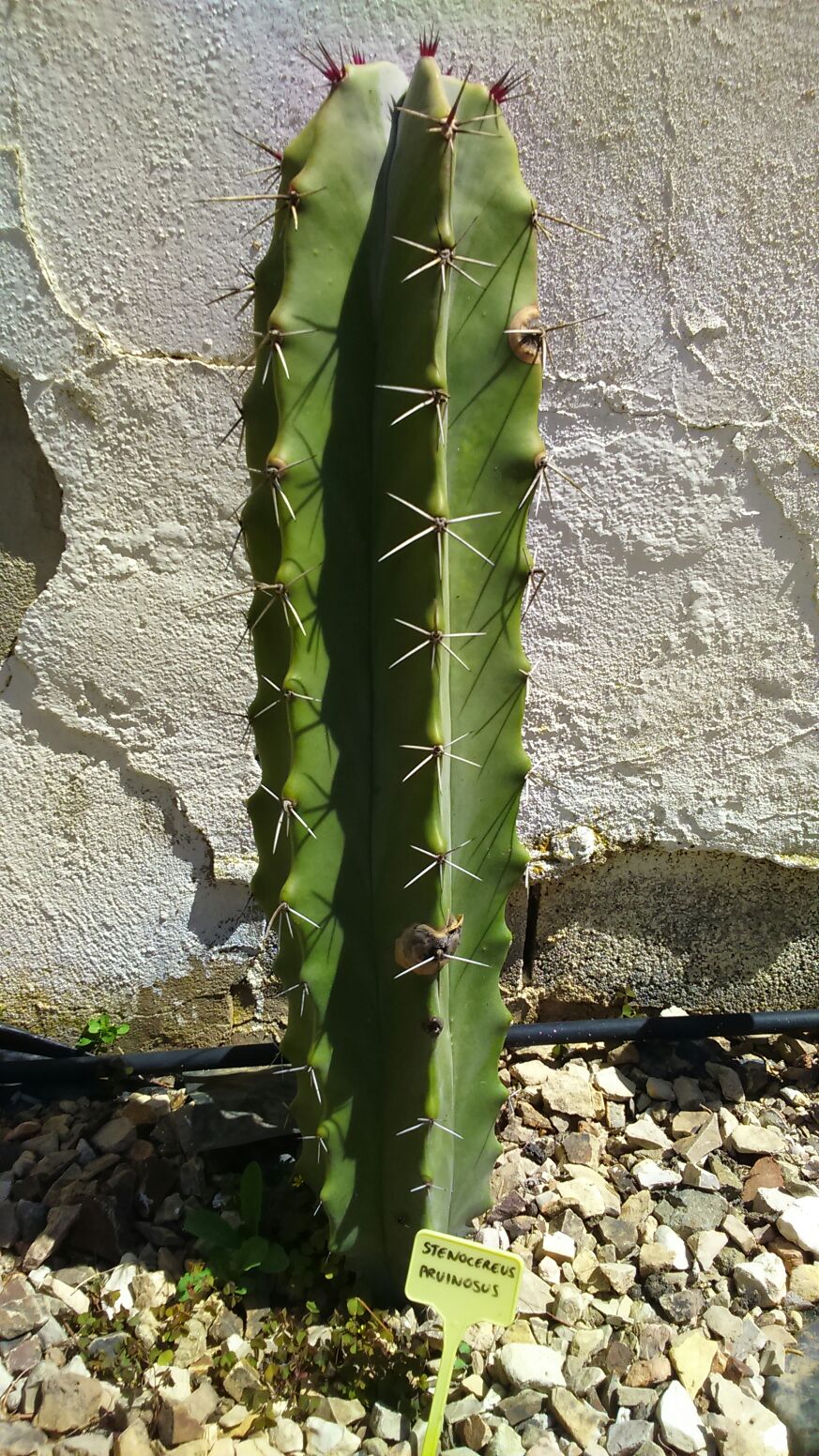 Los cactus de MJ-JA: Stenocereus pruinosus