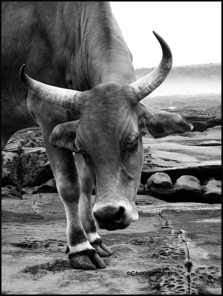 Chocolat Negro or la vie est belle souvent: The Nguni - A Mighty Tribe