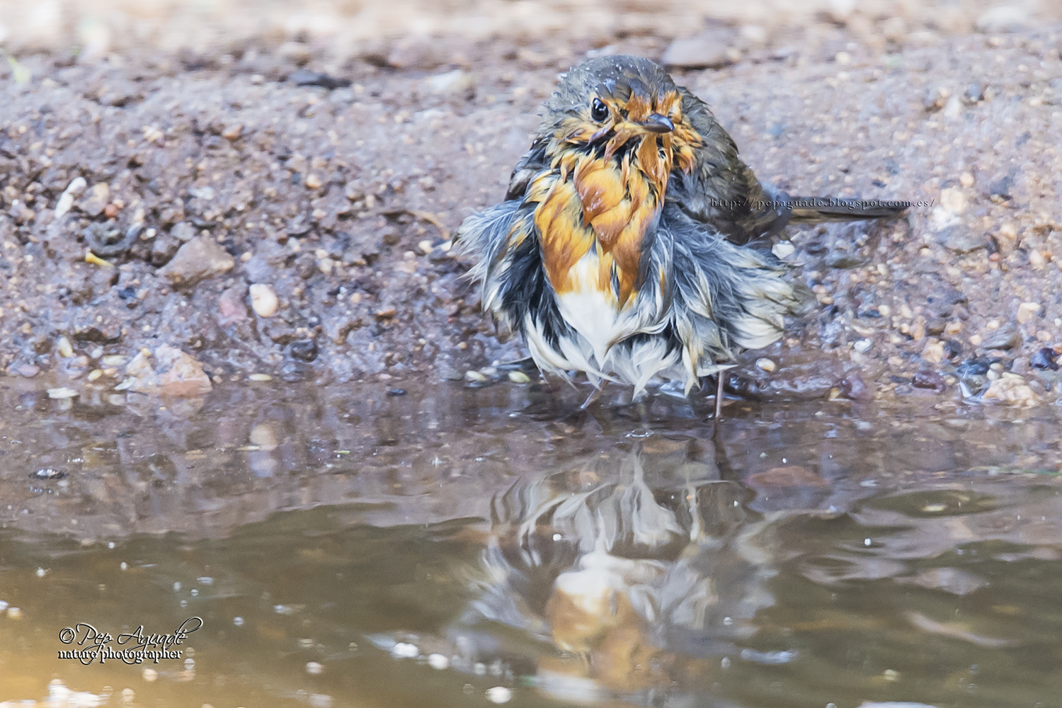 © Pep Aguadé FOTOGRAFIA