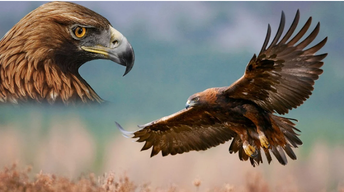 Why does an eagle break its beak when it is 40 years old? Learn