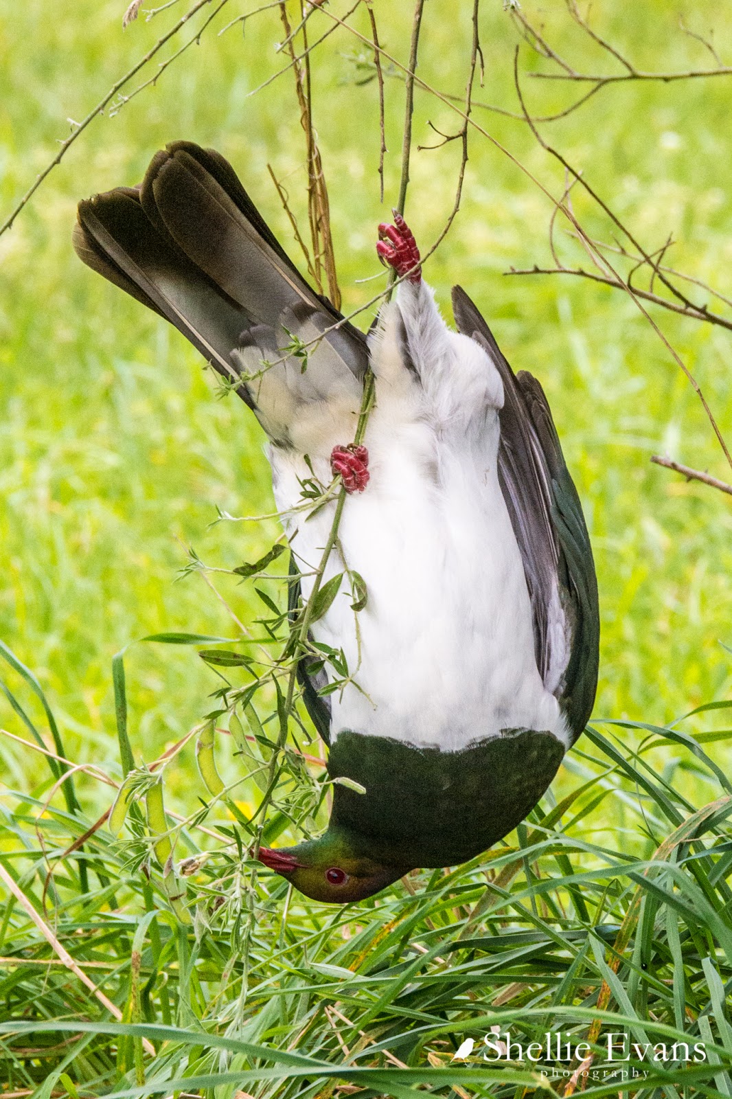 Two Go Tiki Touring: Totaranui- Bird Antics