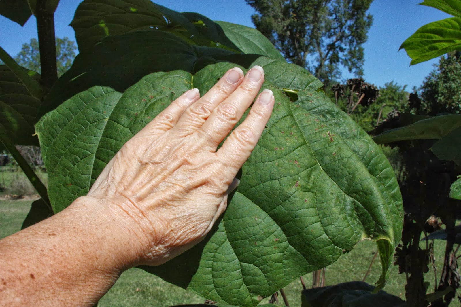 Chinese Empress Tree is Pawlownia