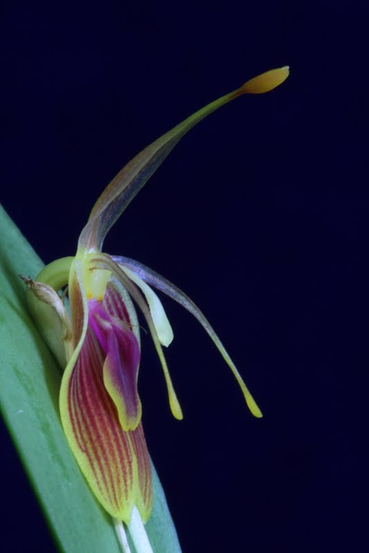Orchids in Bloom: Restrepia flosculata