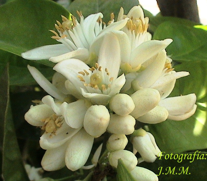 Pinturas y Fotografías de J.M.M.: FLORES DE AZAHAR