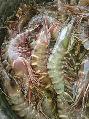 Sea Foods: Jhinga Tiger Fish Jhinga Tiger Fish