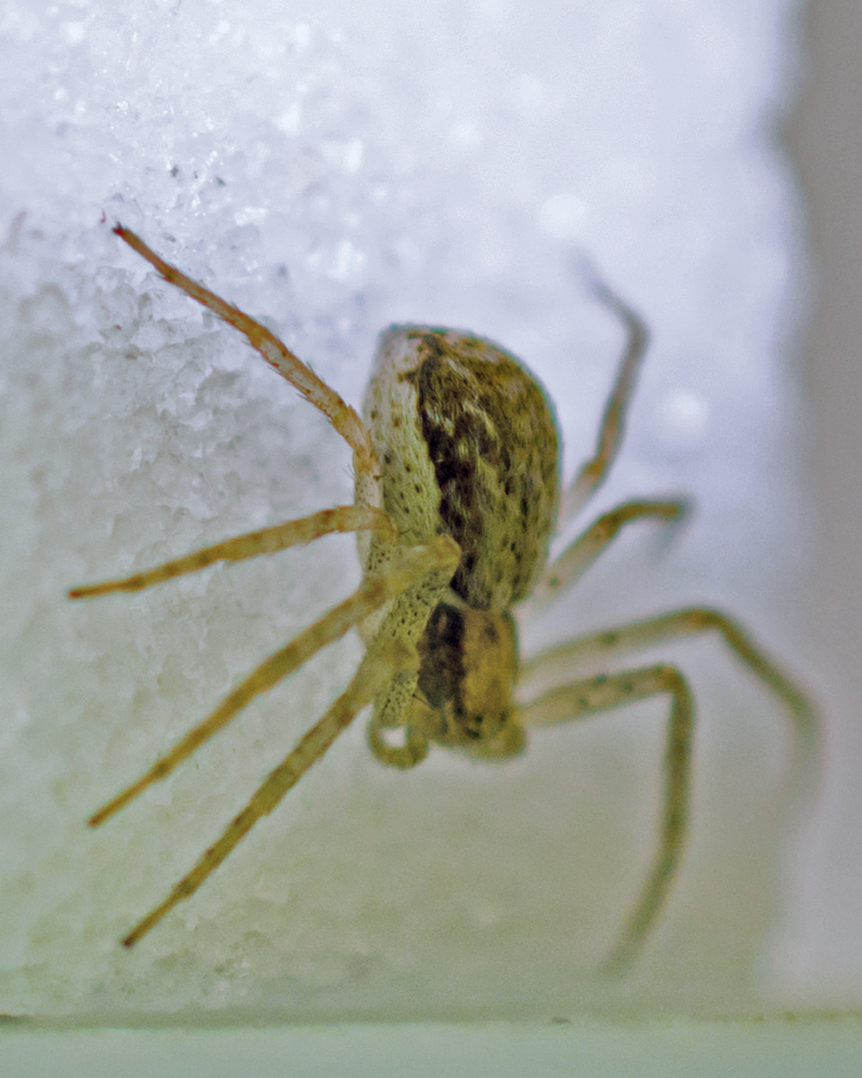 Wanderin' Weeta (With Waterfowl and Weeds): Sugar cube spider