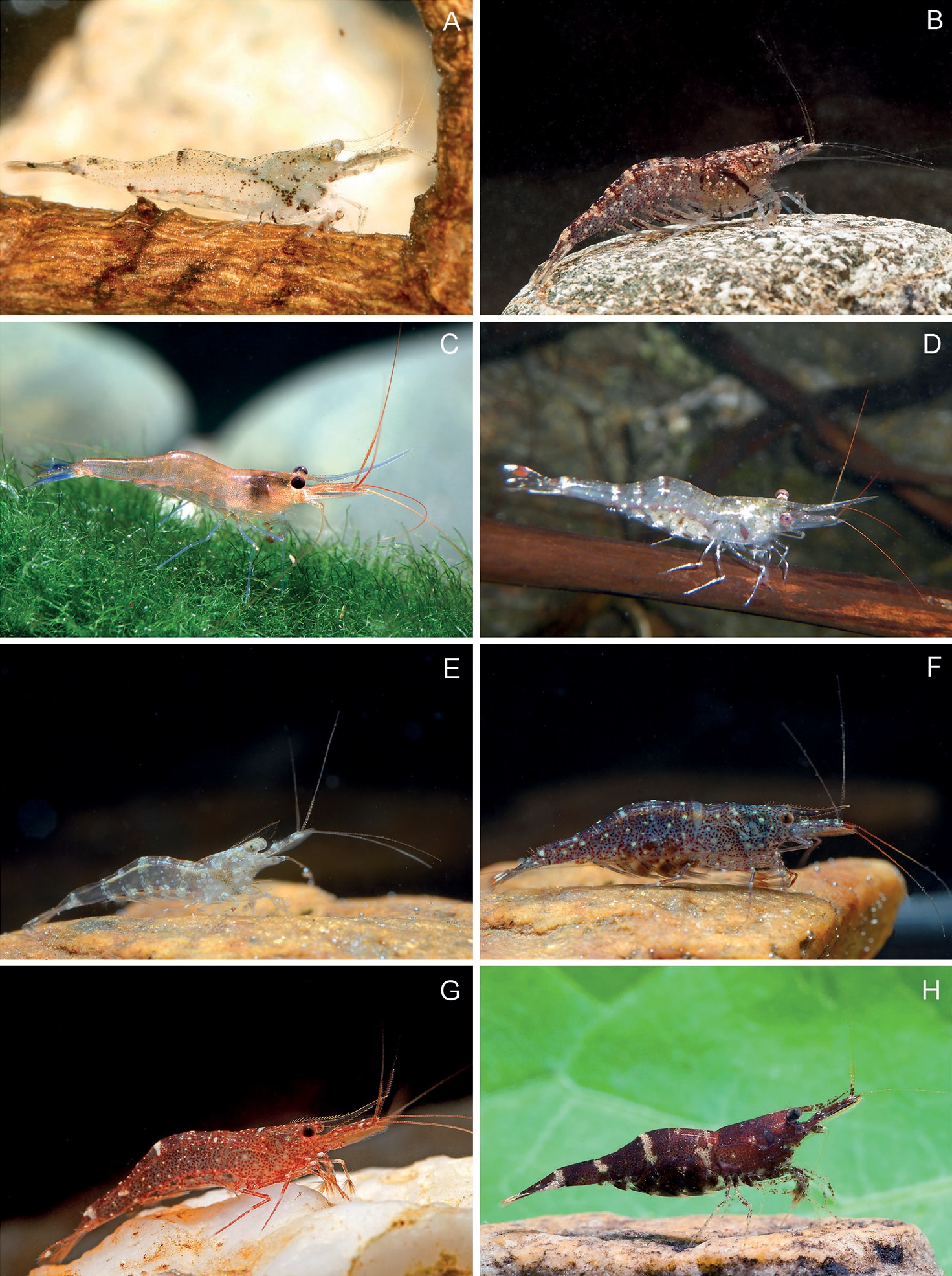 Species New to Science: [Crustacea • 2021] Lake Poso's Shrimp Fauna ...