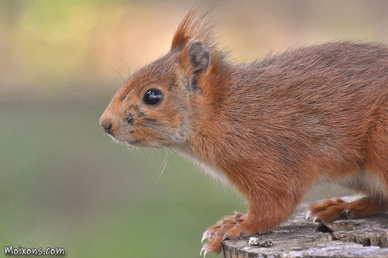Birding Catalunya: Esquirol (Sciurus vulgaris)