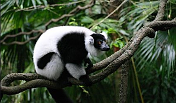 Makimsiler nedir özellikleri nelerdir nerede yaşar? kısaca bilgi