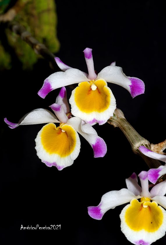 Dendrobium pendulum Roxb.