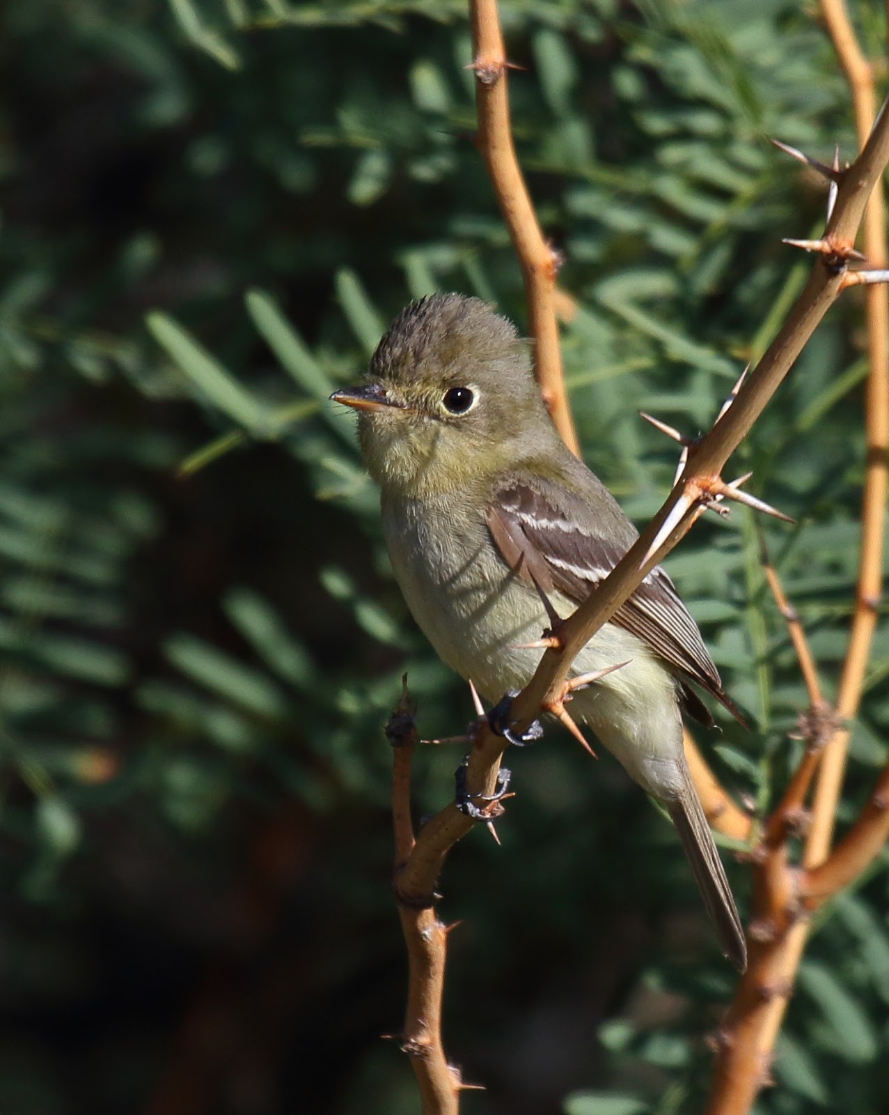 Pacific-slope Flycatchers in Borrego Springs - Greg in San Diego