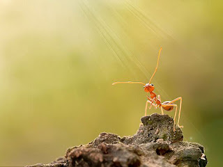 Ants Dancing on One Foot
