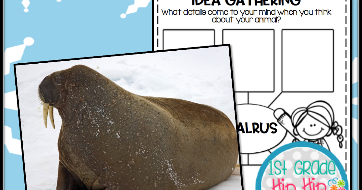 1st Grade Hip Hip Hooray!: Research Freebie...The Walrus
