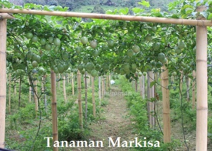 Anim Agro Technology: MARKISA - KENALI JENISNYA