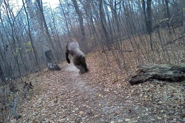 Ghost Hunting Theories: Weird and Creepy Trail Cam Finds