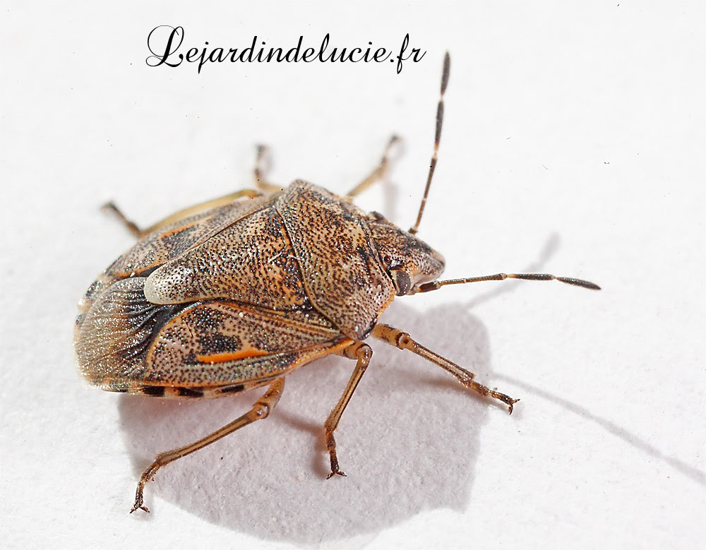 Holcogaster fibulata, la punaise des pins