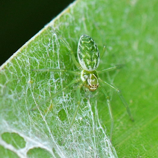 BugBlog: Dictynidae: mesh weavers