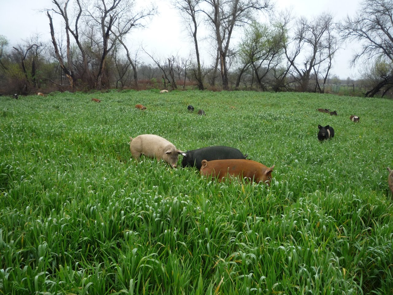 Riverdog Farm Hog Blog: Pigs in Spring Pasture