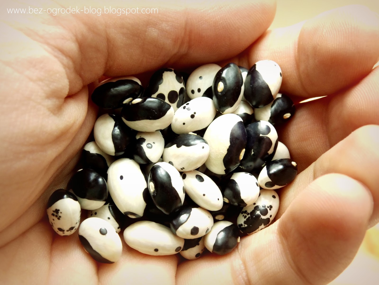 Magiczne fasolki: fasola Yin Yang | BEZ OGRÓDEK | blog ogrodniczy