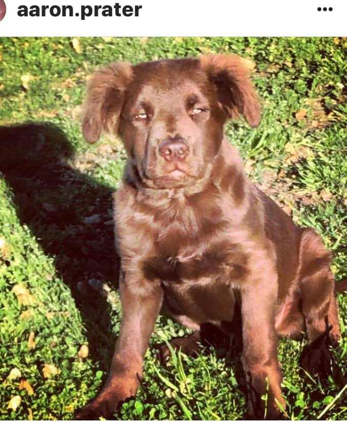 Adopt 6 Months Old Puppy Bruce