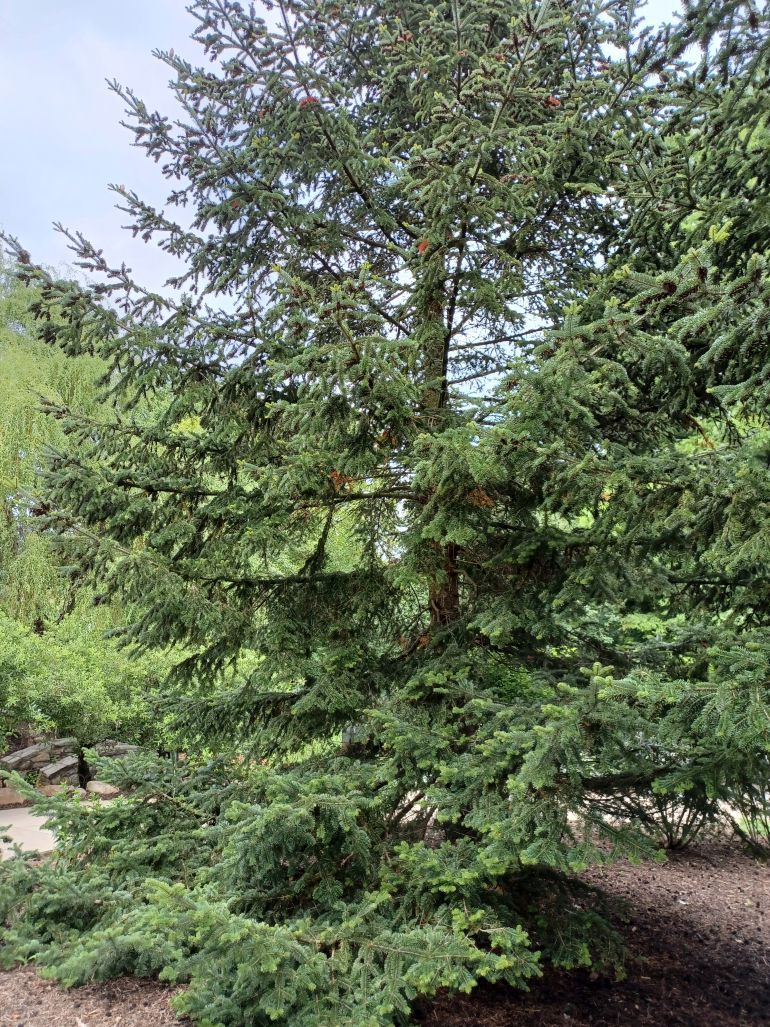 Future Plants by Randy Stewart: The Firs