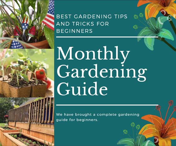 Best Gardening Tips and Tricks for Beginners | Monthly Gardening Guide