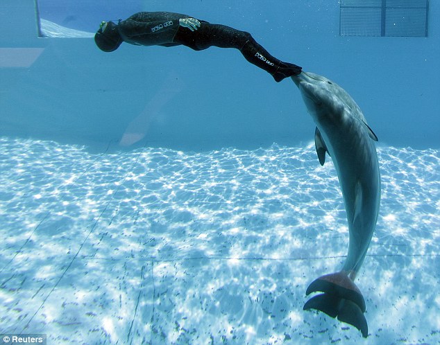 ForAnimalLover: Spinning with dolphins: Diver completes 13 underwater ...