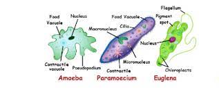 Multicellular Organisms and Their Evolutionary Development