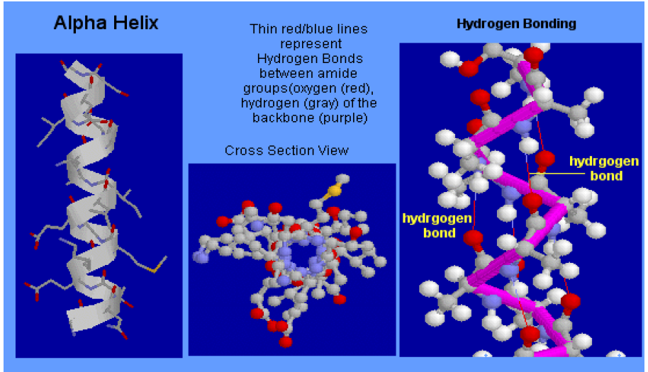 Kenya Forensics Online Resource: Basic Biochemistry