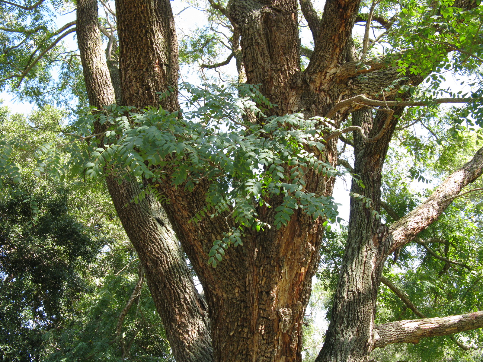 Trees of Santa Cruz County: Tipuana tipu - Tipu Tree