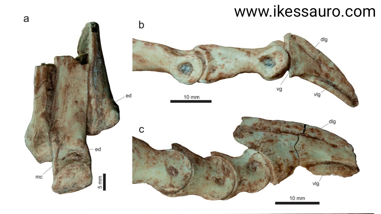Vespersaurus paranaensis: o primeiro dinossauro do estado do Paraná ...