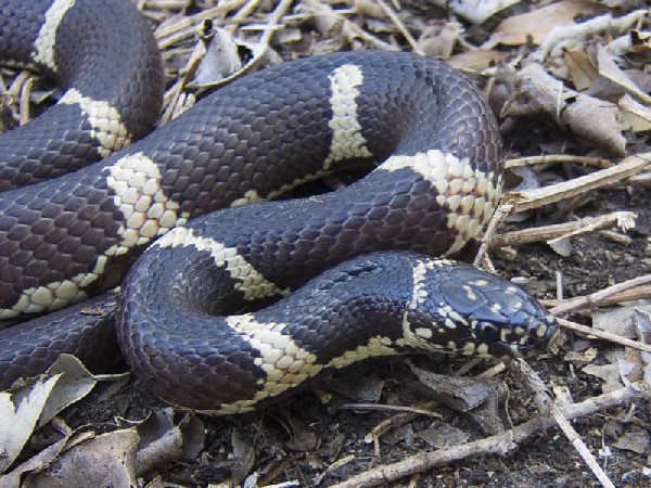 Snakes of around the world: Eastern Kingsnake