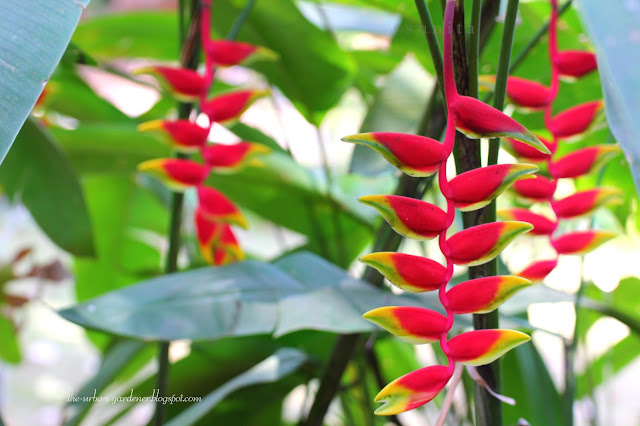 The Urban Gardener: Top 10 blogposts : memories of garden days past