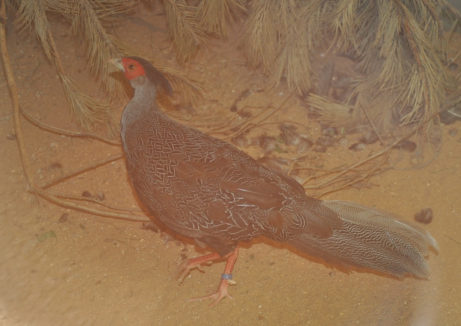 ZOOTOGRAFIANDO (6.100 ANIMALS): FAISÁN PLATEADO / SILVER PHEASANT ...