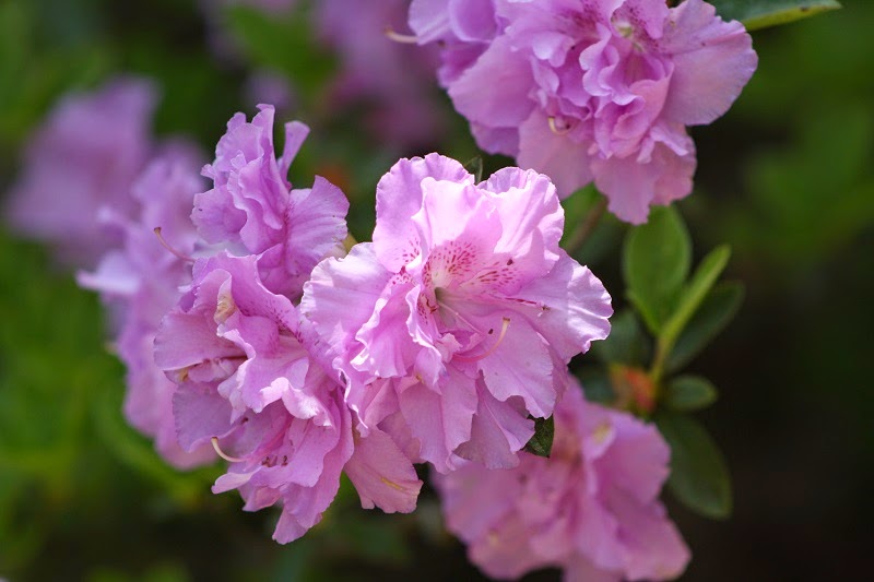 STORIES FROM THE N.C. MOUNTAINS: DOUBLE AZALEAS
