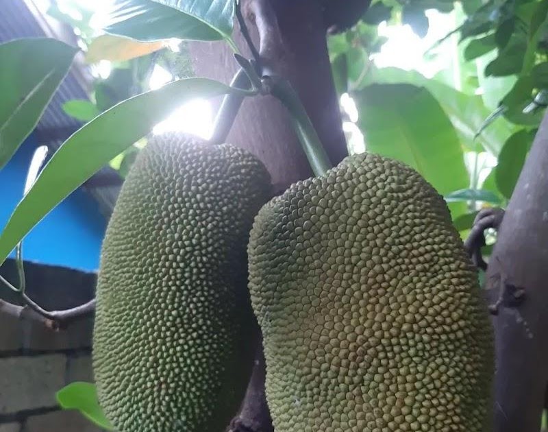 "Mengungkap Misteri Bibit Nangka Cempedak 1 Meter Kombinasi Luar Biasa Antara Dua Buah Ikonik ...