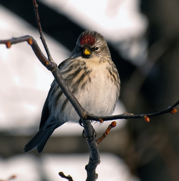 Me, Boomer and The Vermilon River: Common Redpolls Of The Vermilon ...