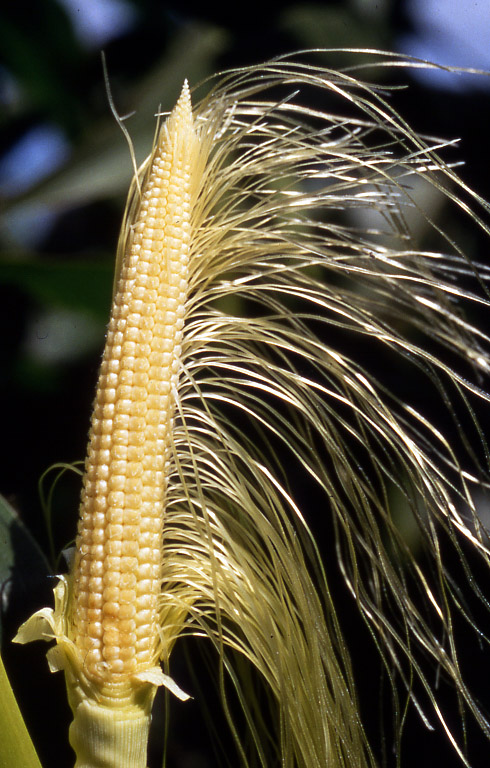 Corn Agronomy: Corn Management Decisions During Drought Depend Upon ...