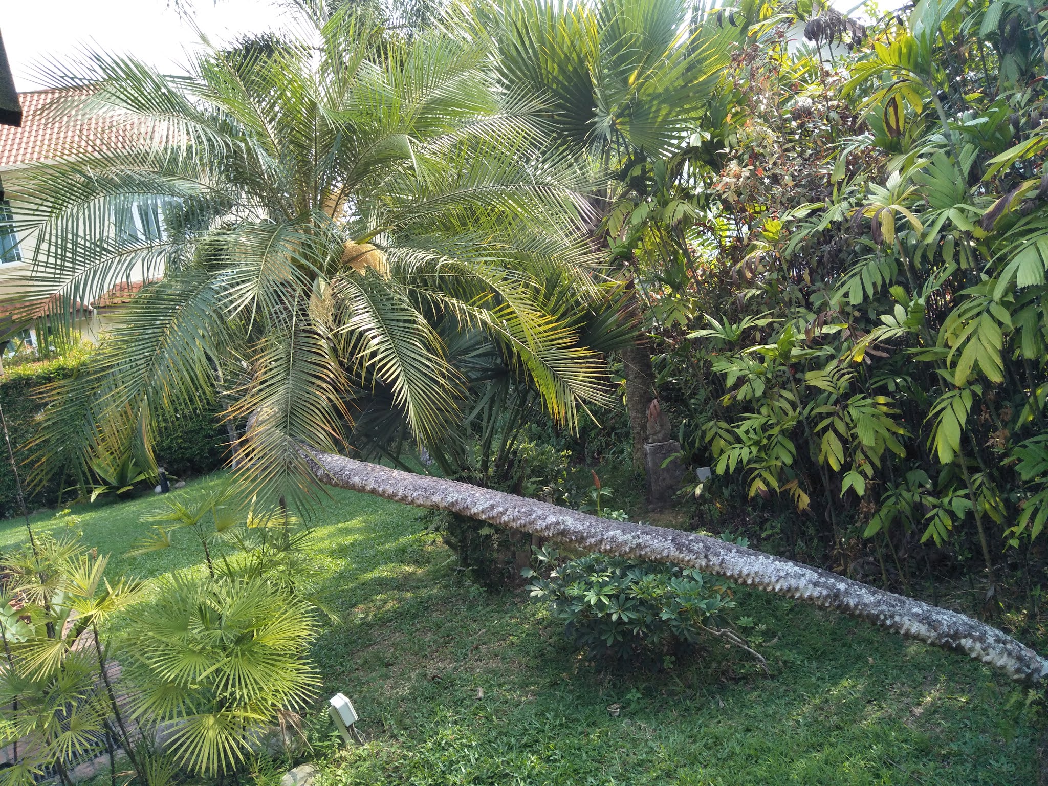 This Wonder-ful Life: Coconut Palms aka Tree of Life