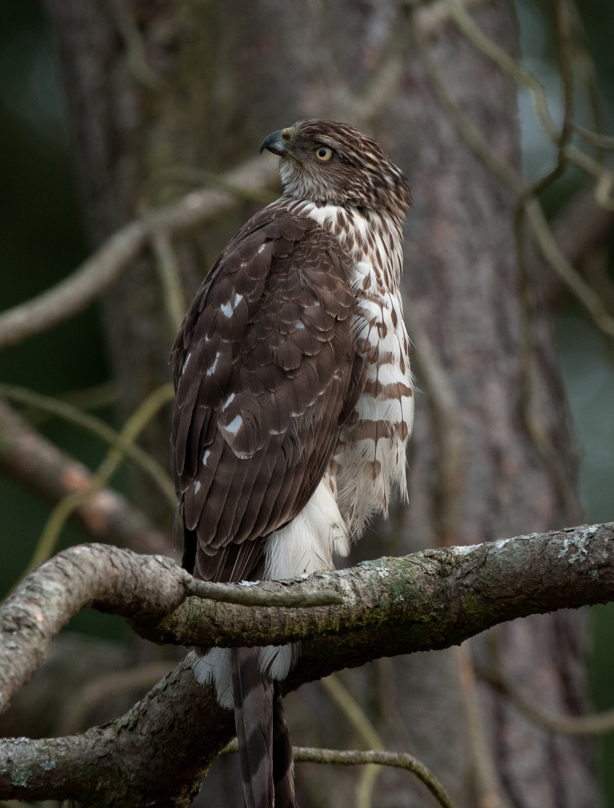 Birds of Different Feathers: Accipiter in the Yard